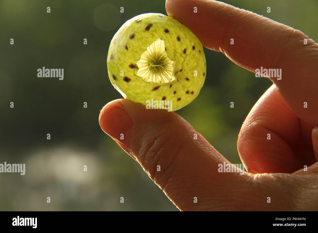 Empty apple tree hi-res stock photography and images - Alamy