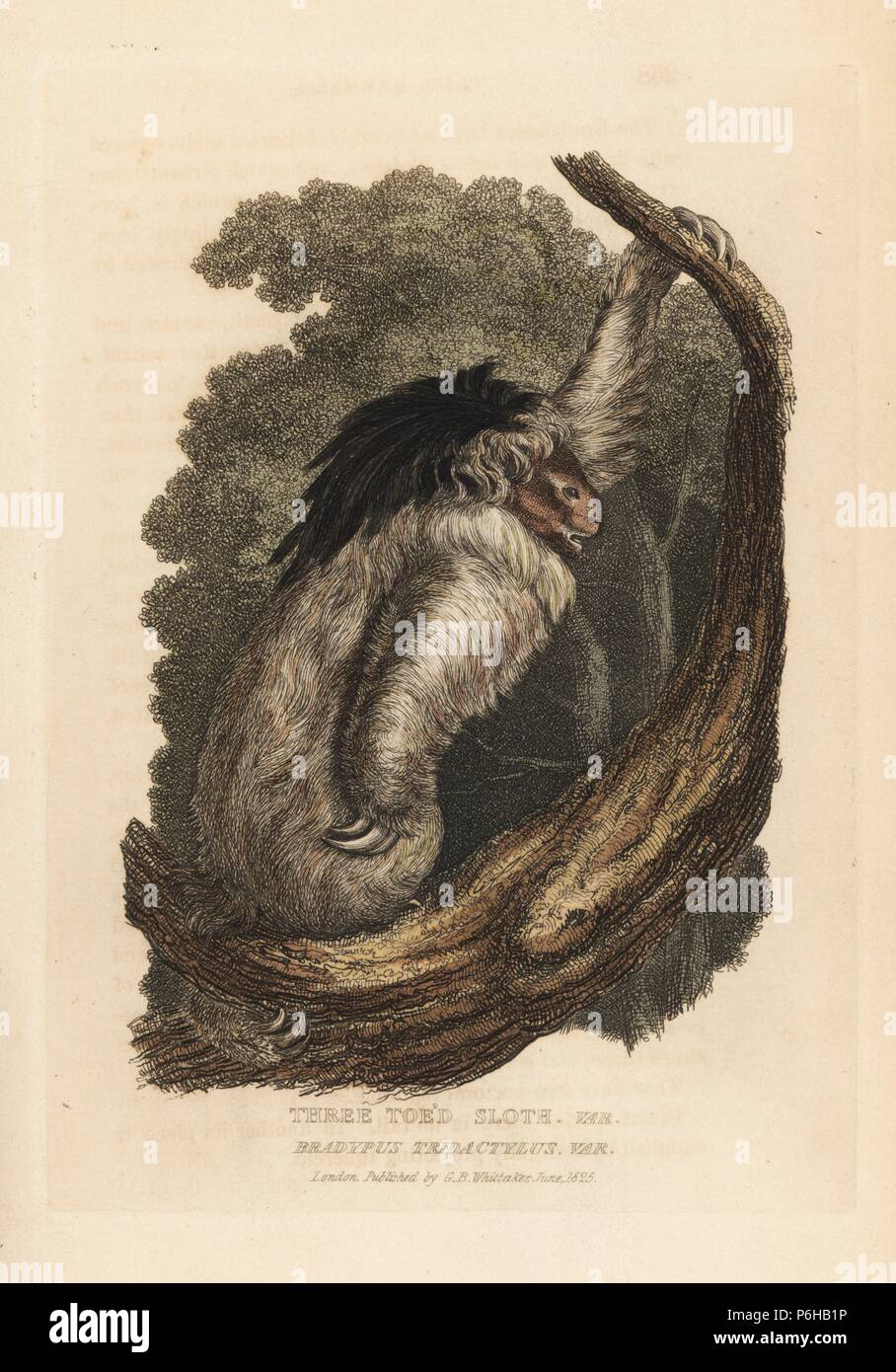 Maned sloth, Bradypus torquatus. Vulnerable. (Three toe'd sloth ...