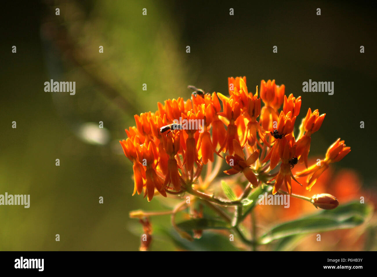 Butterfly Weed Asclepias Tuberosa In High Resolution Stock Photography ...