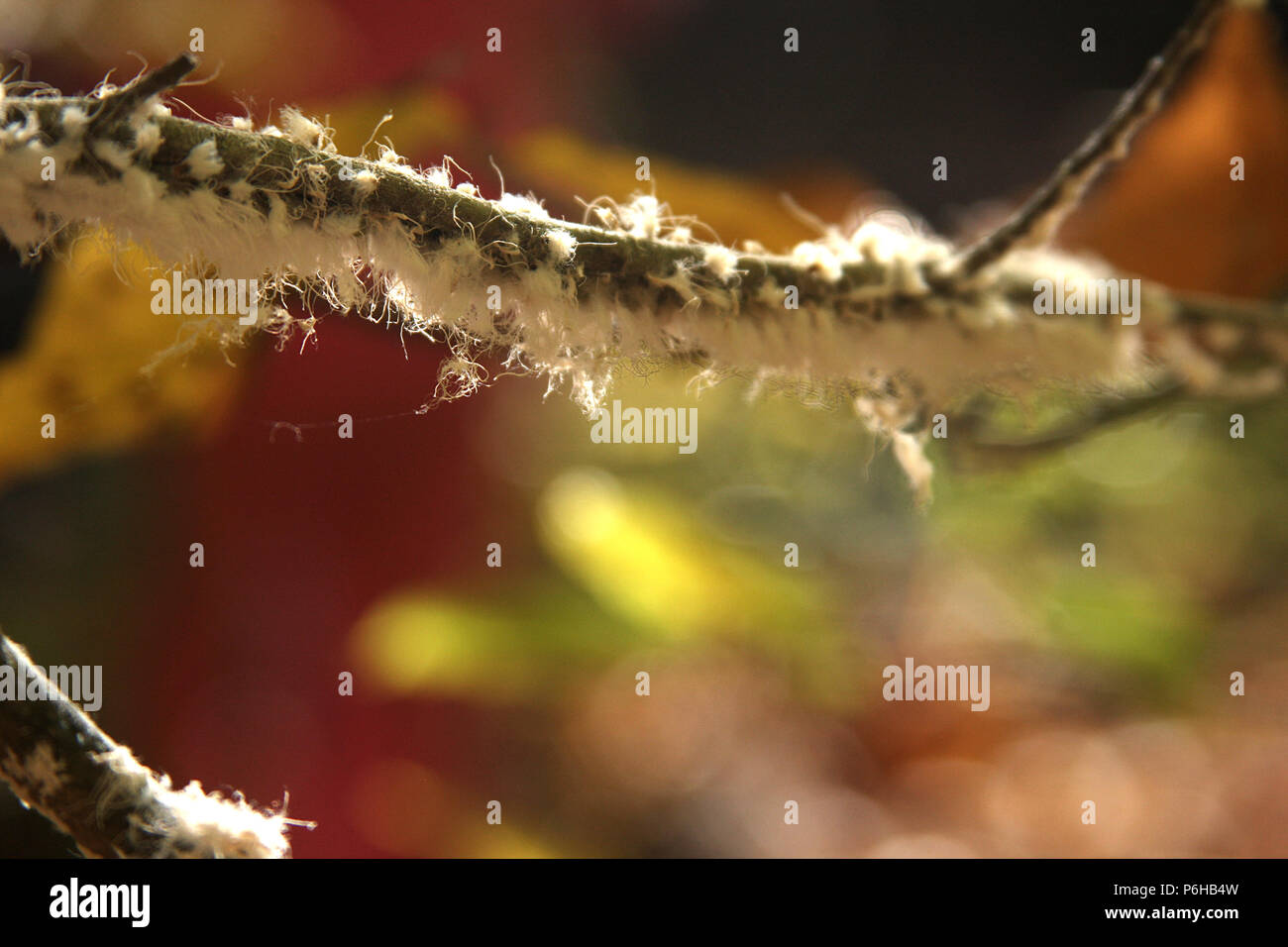 Close-up of Wooly Alder Aphid bugs on tree branch Stock Photo - Alamy