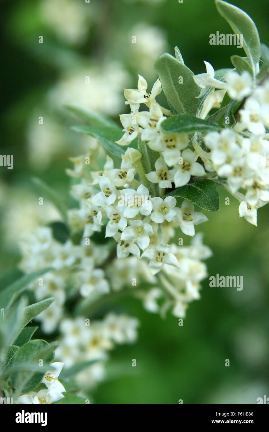 Olive branch in bloom hi-res stock photography and images - Alamy