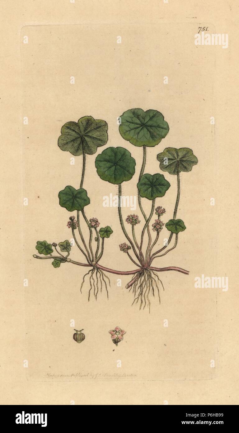 Marsh pennywort, Hydrocotyle vulgaris. Handcoloured copperplate ...