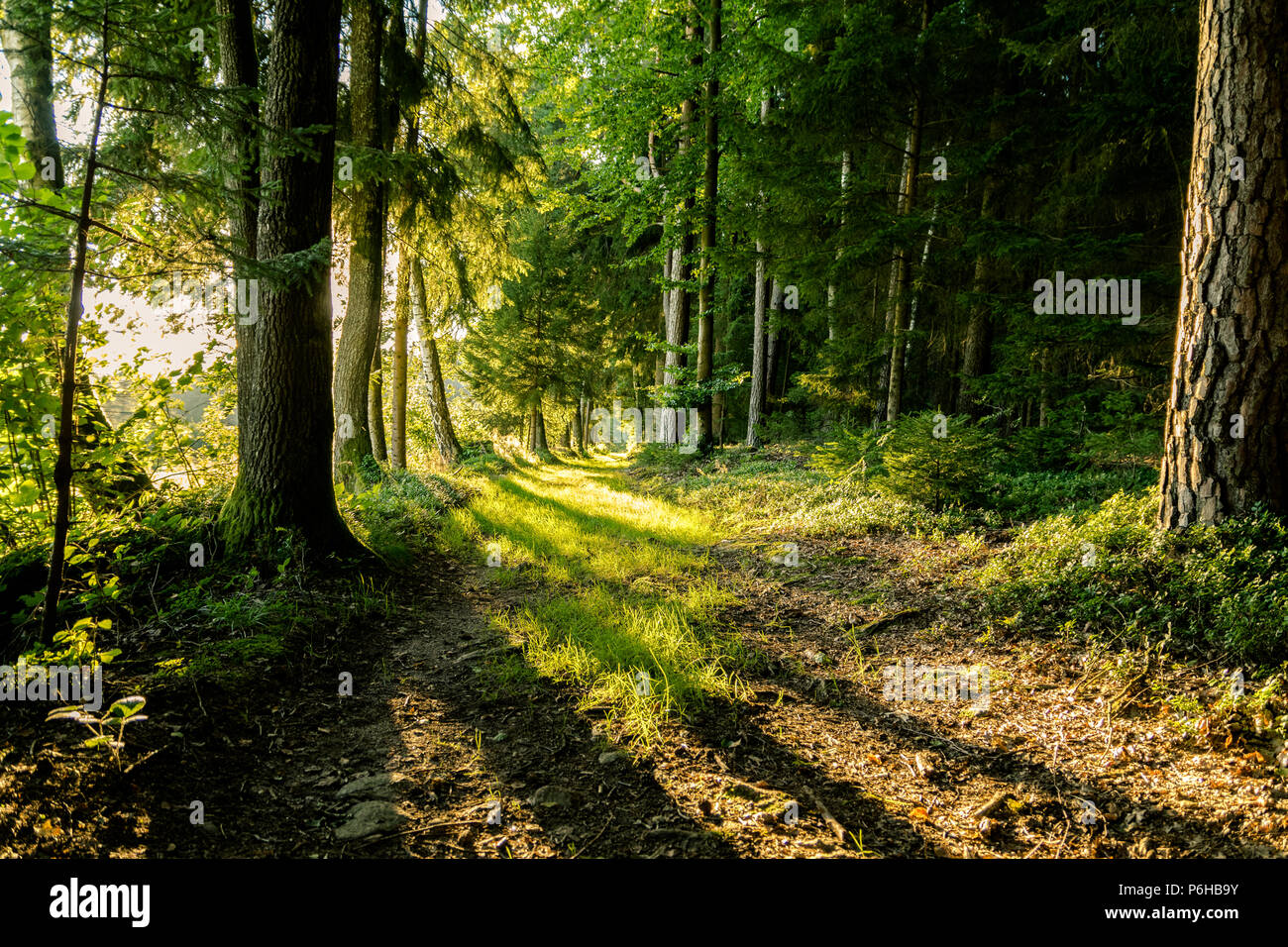 Sun between trees on a path in the bavarian forest Stock Photo - Alamy