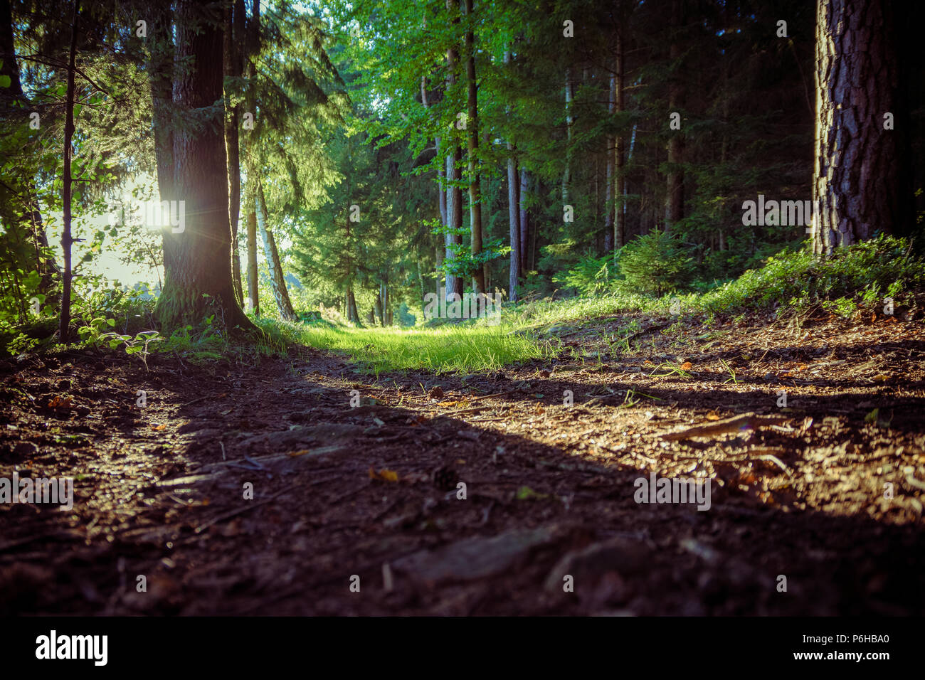 Sun light between tree hi-res stock photography and images - Alamy