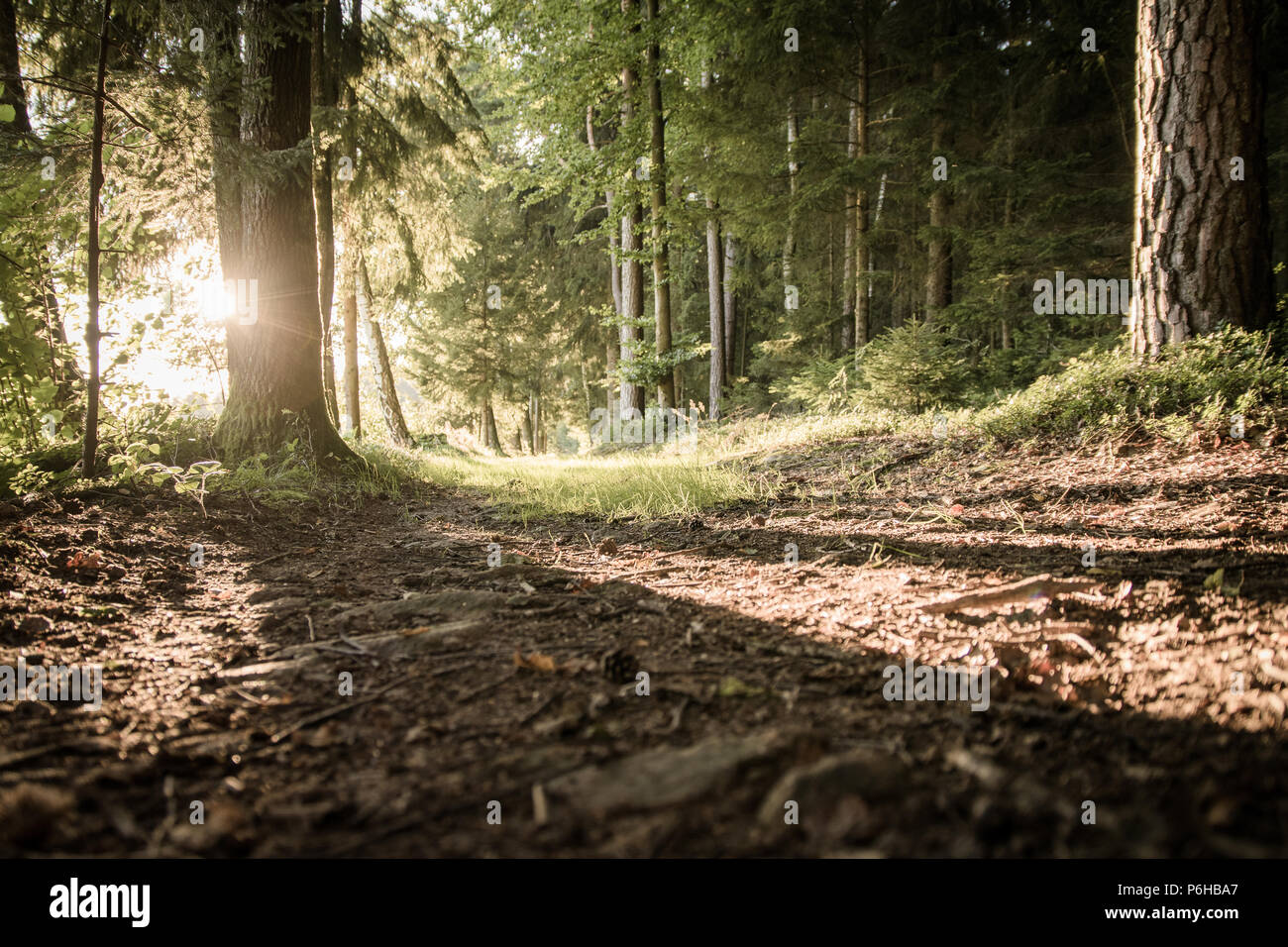 Sun between trees on a path in the bavarian forest Stock Photo - Alamy