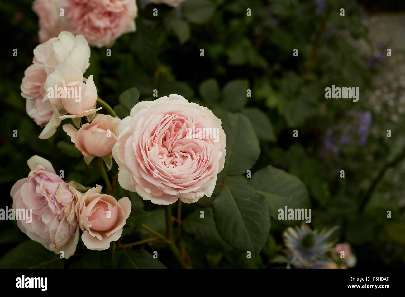 Shrub pink rose in natural conditions in the garden, in the Park Stock ...