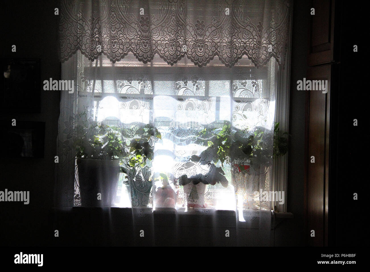 See through plant pot hi-res stock photography and images - Alamy
