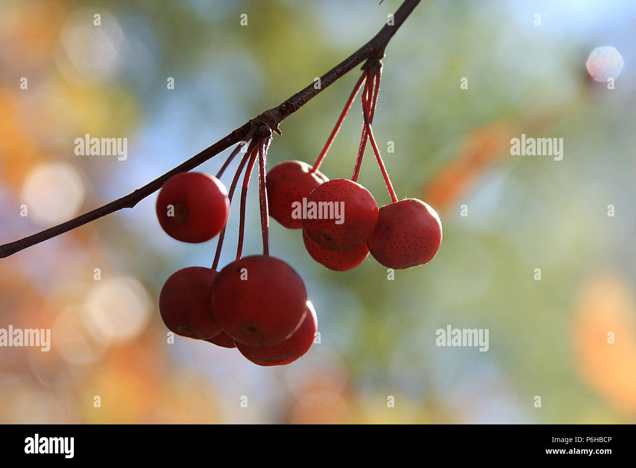 Crabapple Tree Fruit High Resolution Stock Photography and Images - Alamy