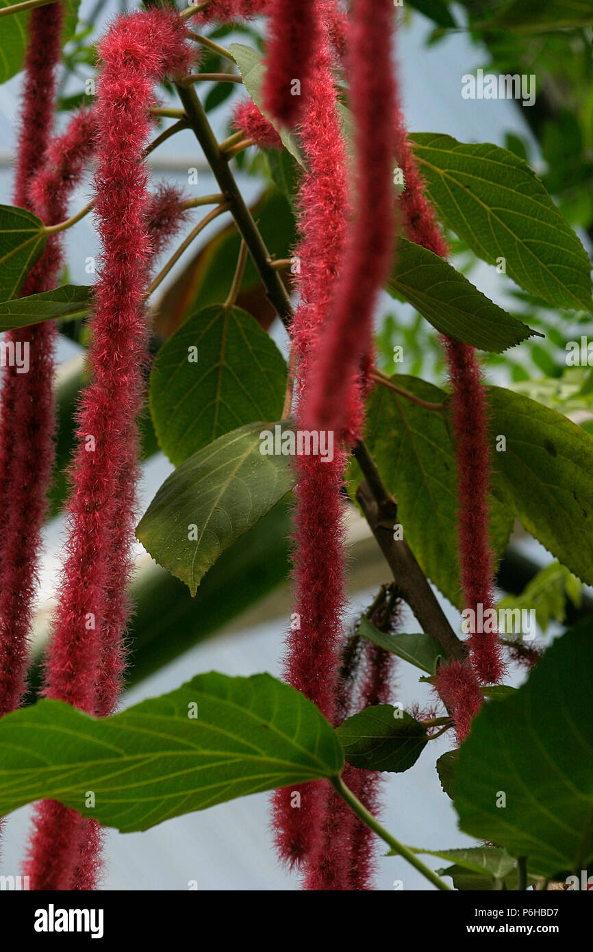 Amaranthus Caudatus in bloom Stock Photo - Alamy