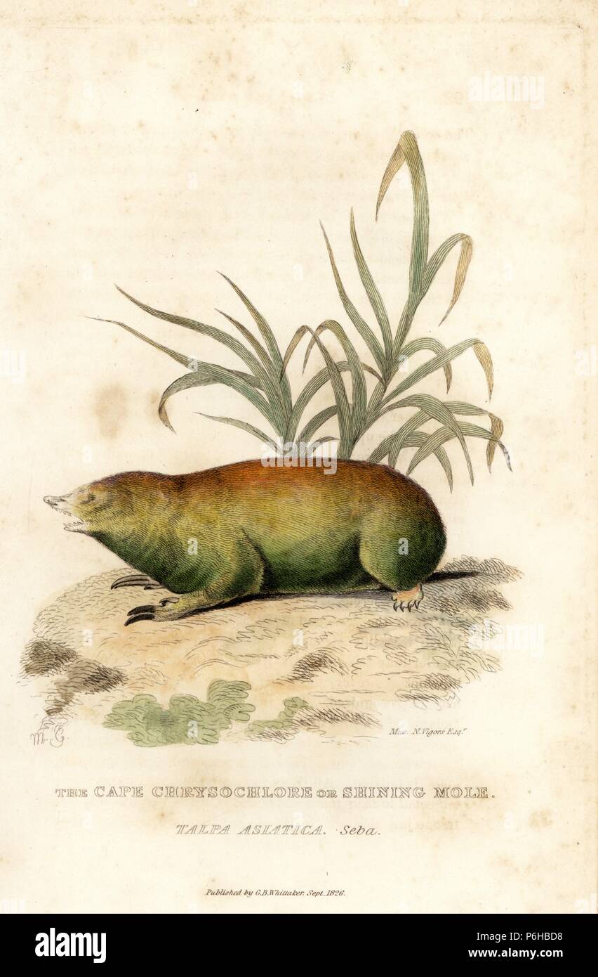 Cape golden mole, Chrysochloris asiatica (Cape chrysochlore or shining ...