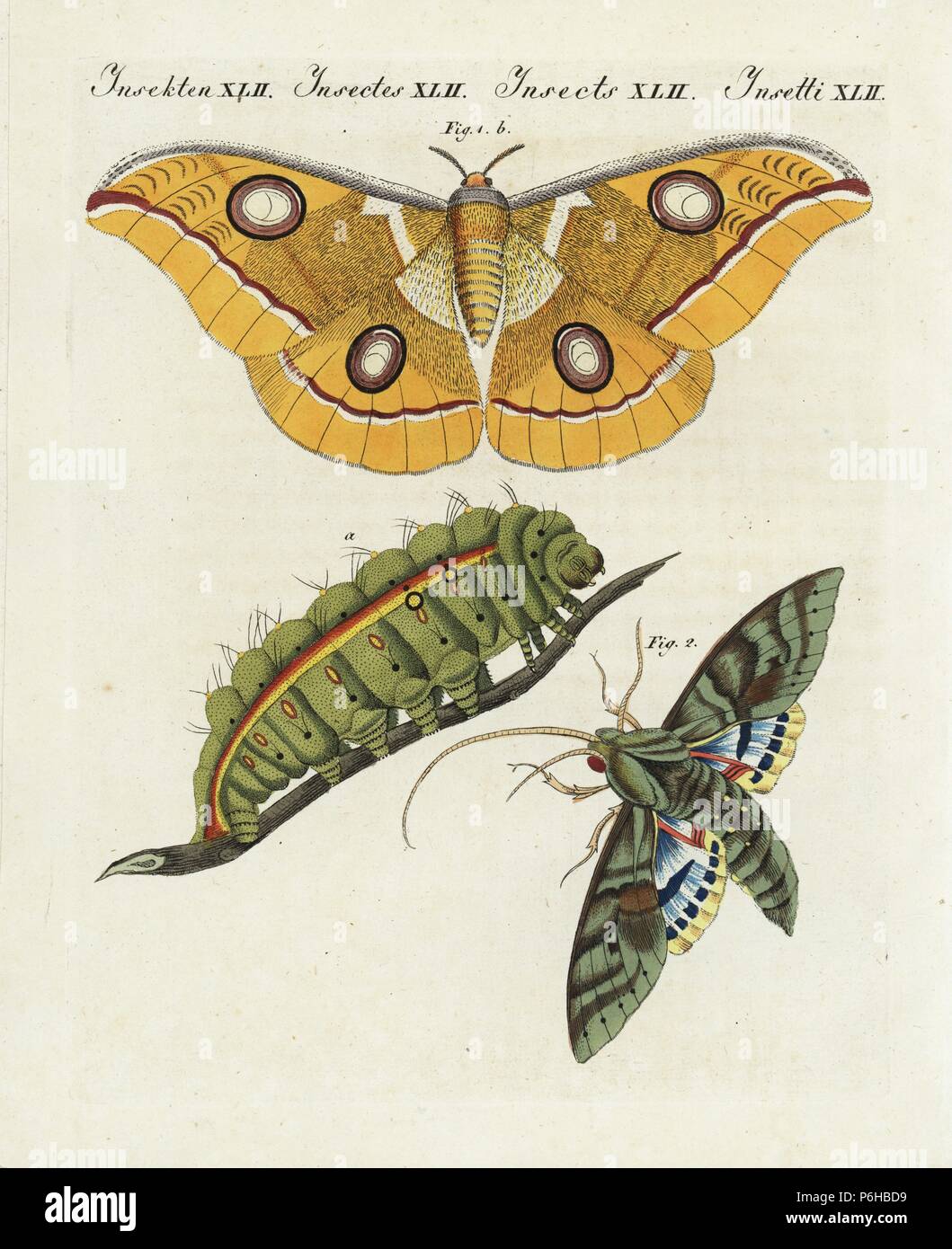 South India small tussore moth, Antheraea paphia 1 and caterpillar a ...
