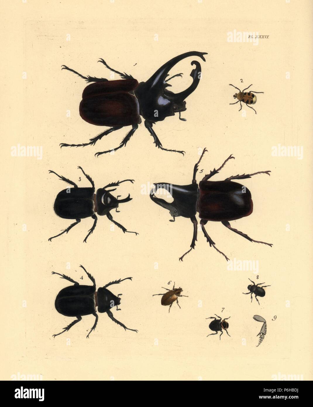 Centaurus rhinoceros beetle, Augosoma centaurus 1, bee beetle, Trichius ...