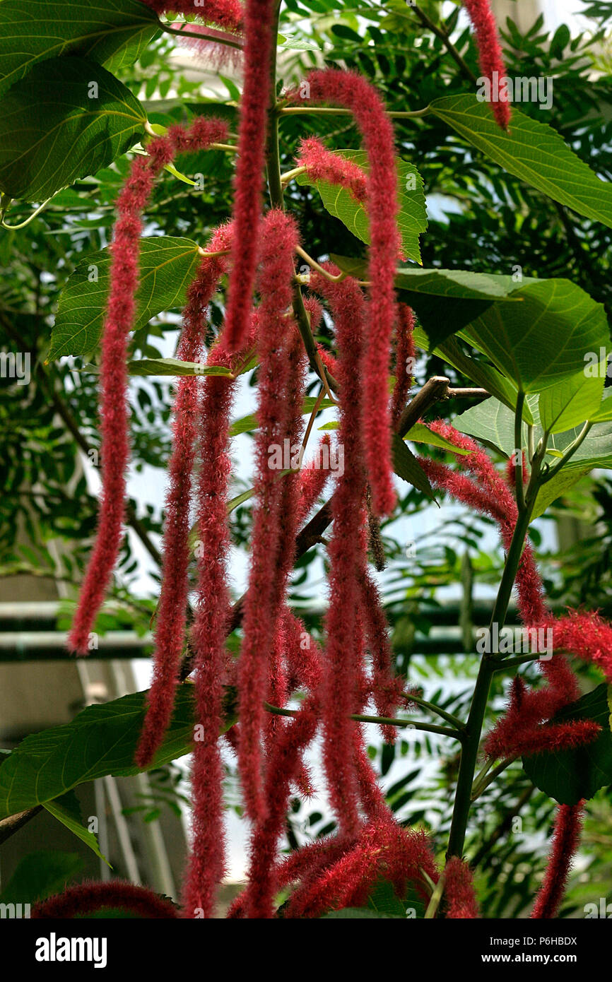 Amaranthus Caudatus in bloom Stock Photo - Alamy