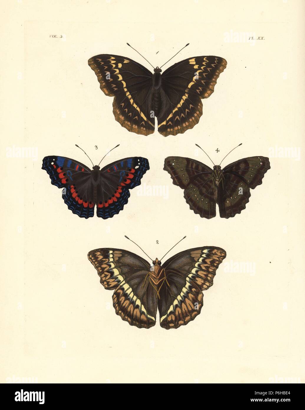 Western glider, Cymothoe althea, Nymphalis althea, under side 1, upper ...