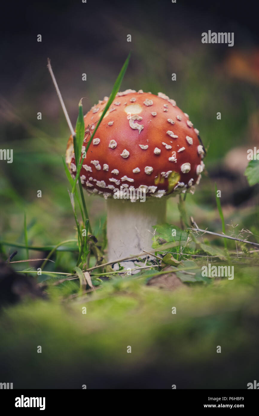 Fresh red mushroom hi-res stock photography and images - Alamy