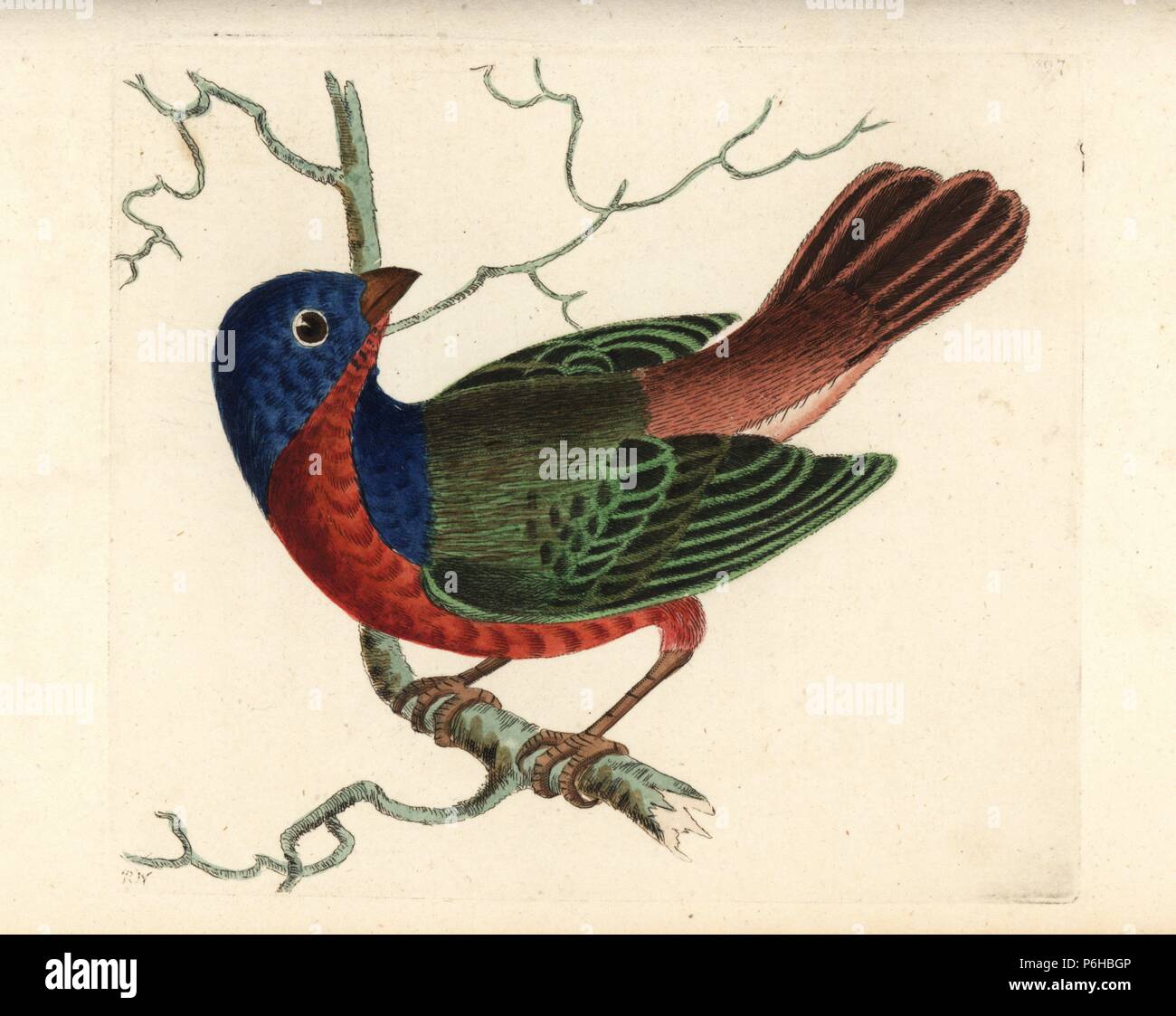 Painted bunting, Passerina ciris (Painted emberiza, Emberiza ciris ...