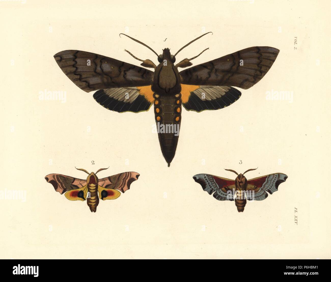 Giant sphinx moth, Cocytius antaeus Sphinx antaeus 1, and twin-spotted ...