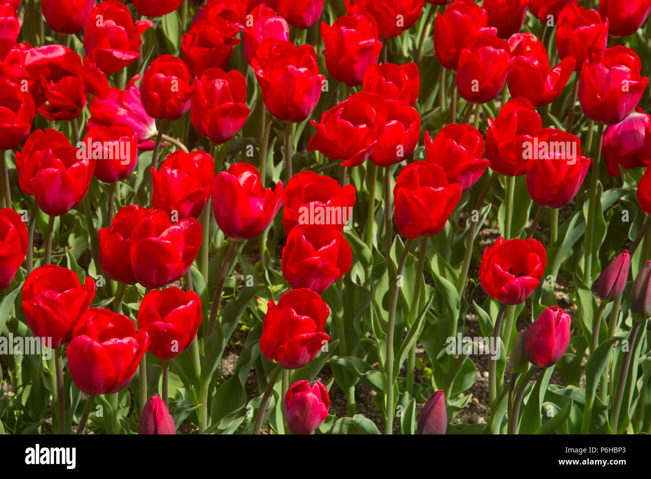 Tulipanes Rojos