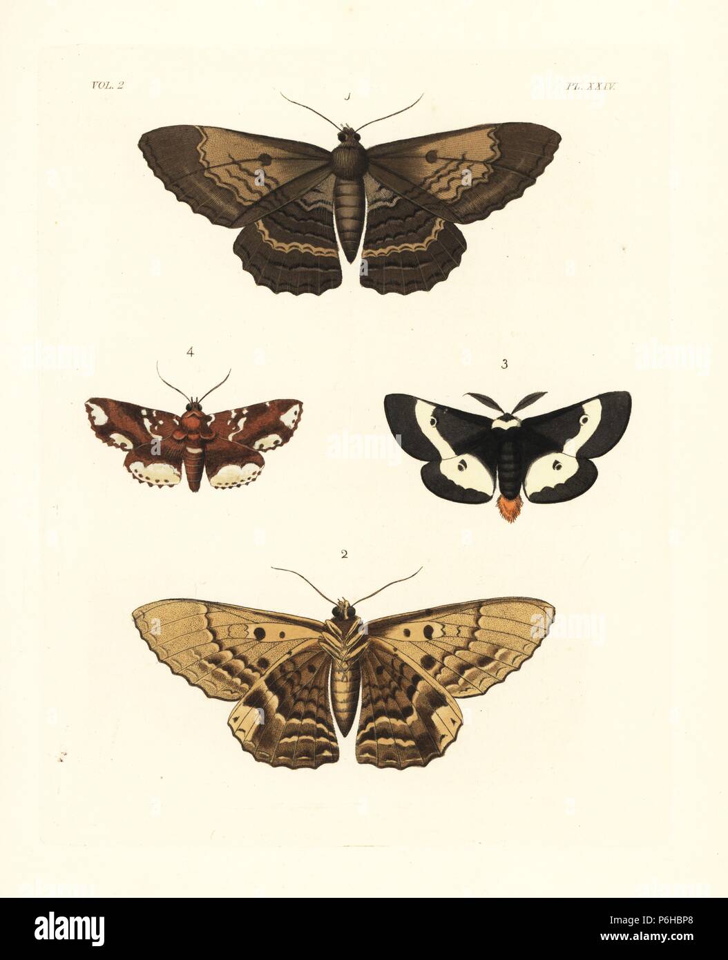 Letis hercyna of Jamaica, Erebus hercyna 1,2, buck moth Hemileuca maia ...