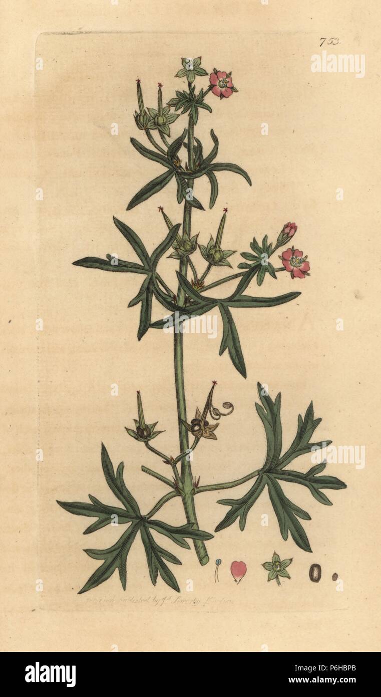 Cut-leaved cranesbill or jagged-leaved crane's bill, Geranium dissectum ...