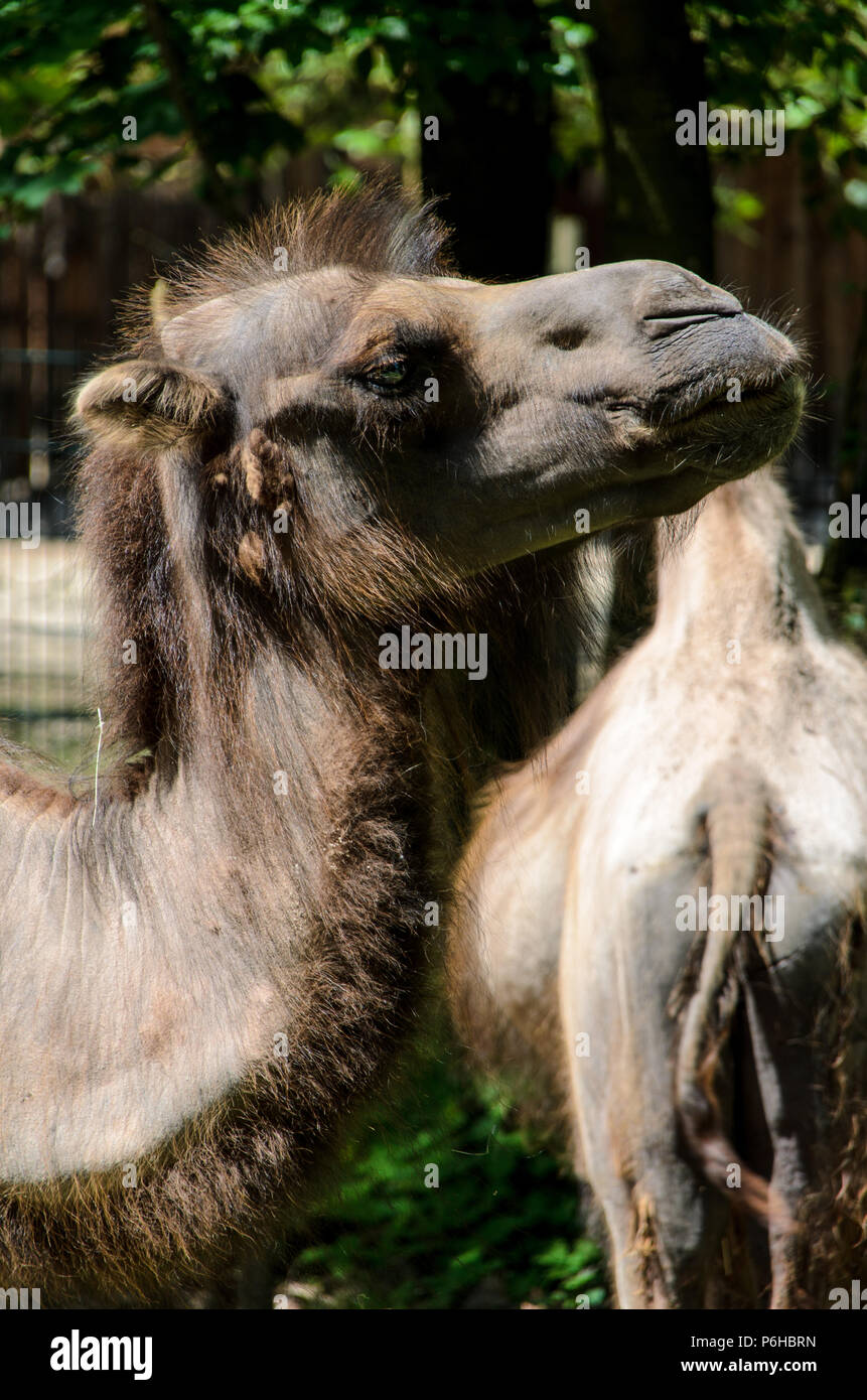Dromedary arabian camel indian camel hi-res stock photography and ...