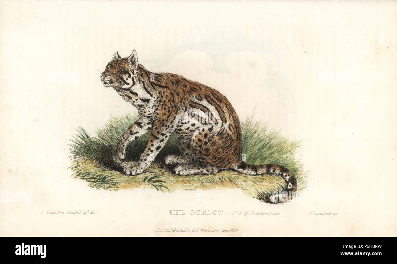 Ocelot, Leopardus pardalis. Engraved by Thomas Landseer after an ...