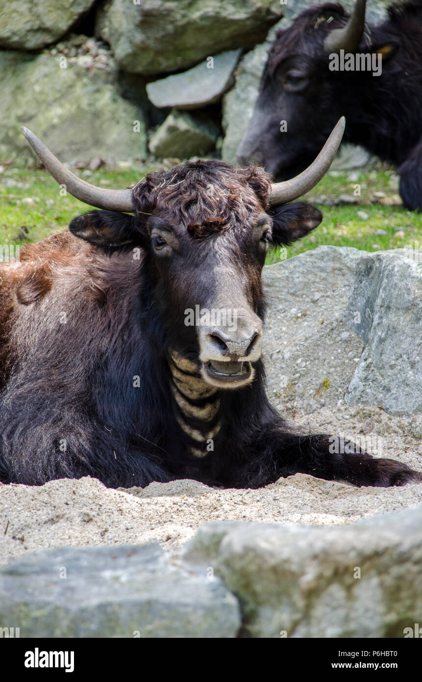 Bull grass hi-res stock photography and images - Alamy