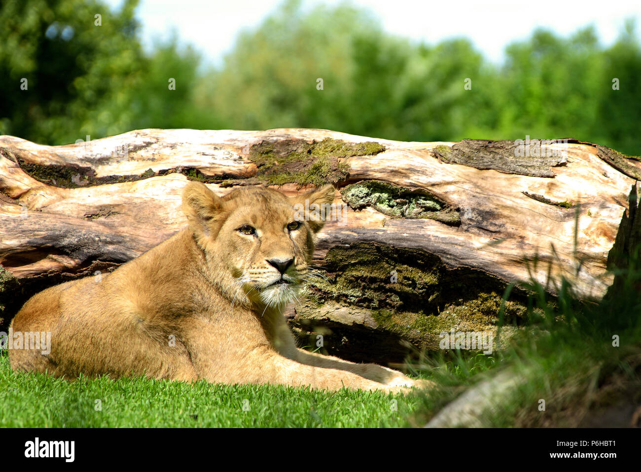 Lion wild sky hi-res stock photography and images - Alamy
