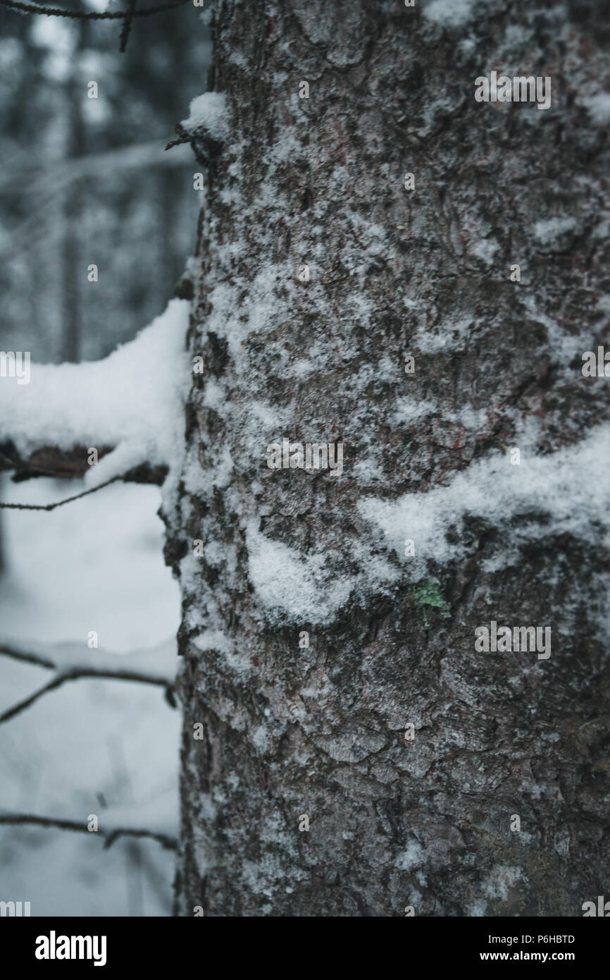 Bark in the winter hi-res stock photography and images - Alamy