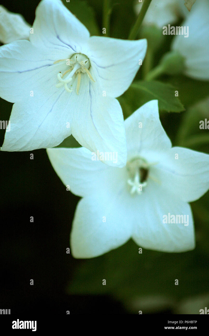 White canterbury bell hi-res stock photography and images - Alamy
