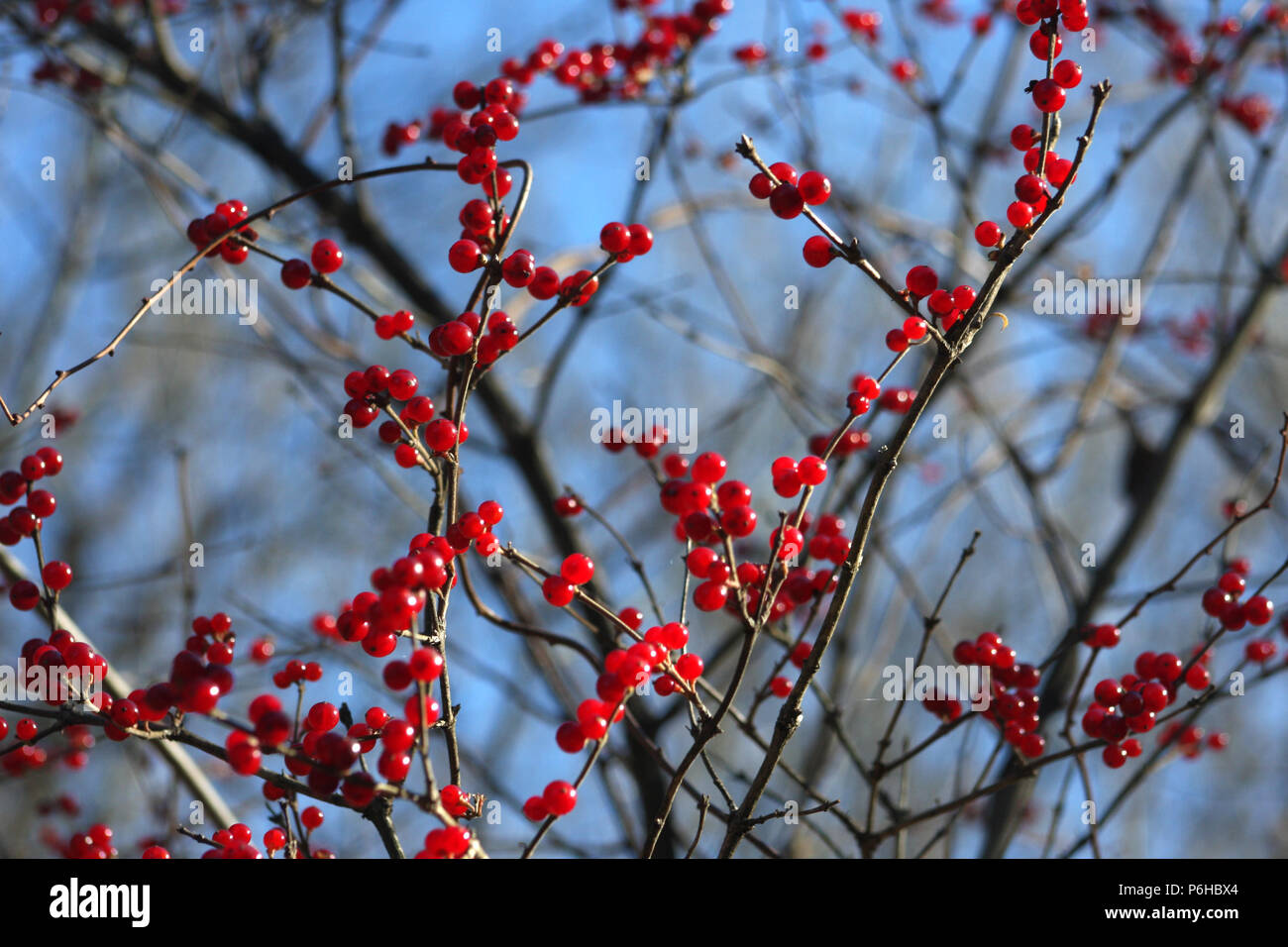 Winterberry High Resolution Stock Photography and Images - Alamy
