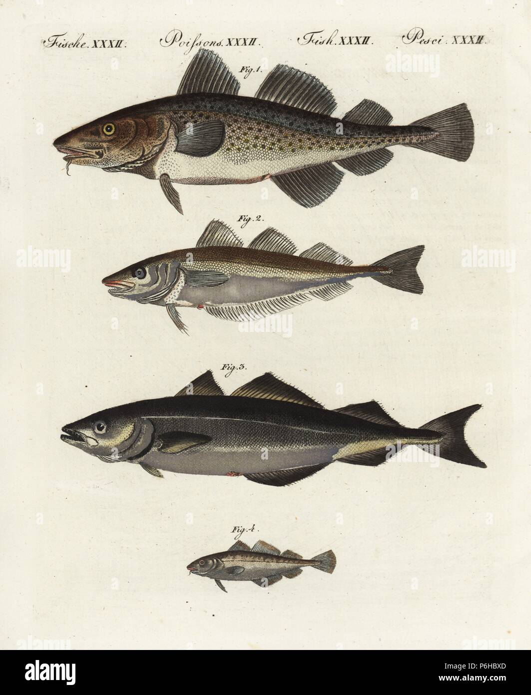 Cod, Gadus morhua, vulnerable 1, whiting, Merlangius merlangus 2 ...