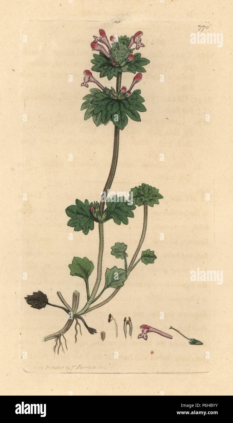 Henbit dead-nettle, Lamium amplexicaule. Handcoloured copperplate ...