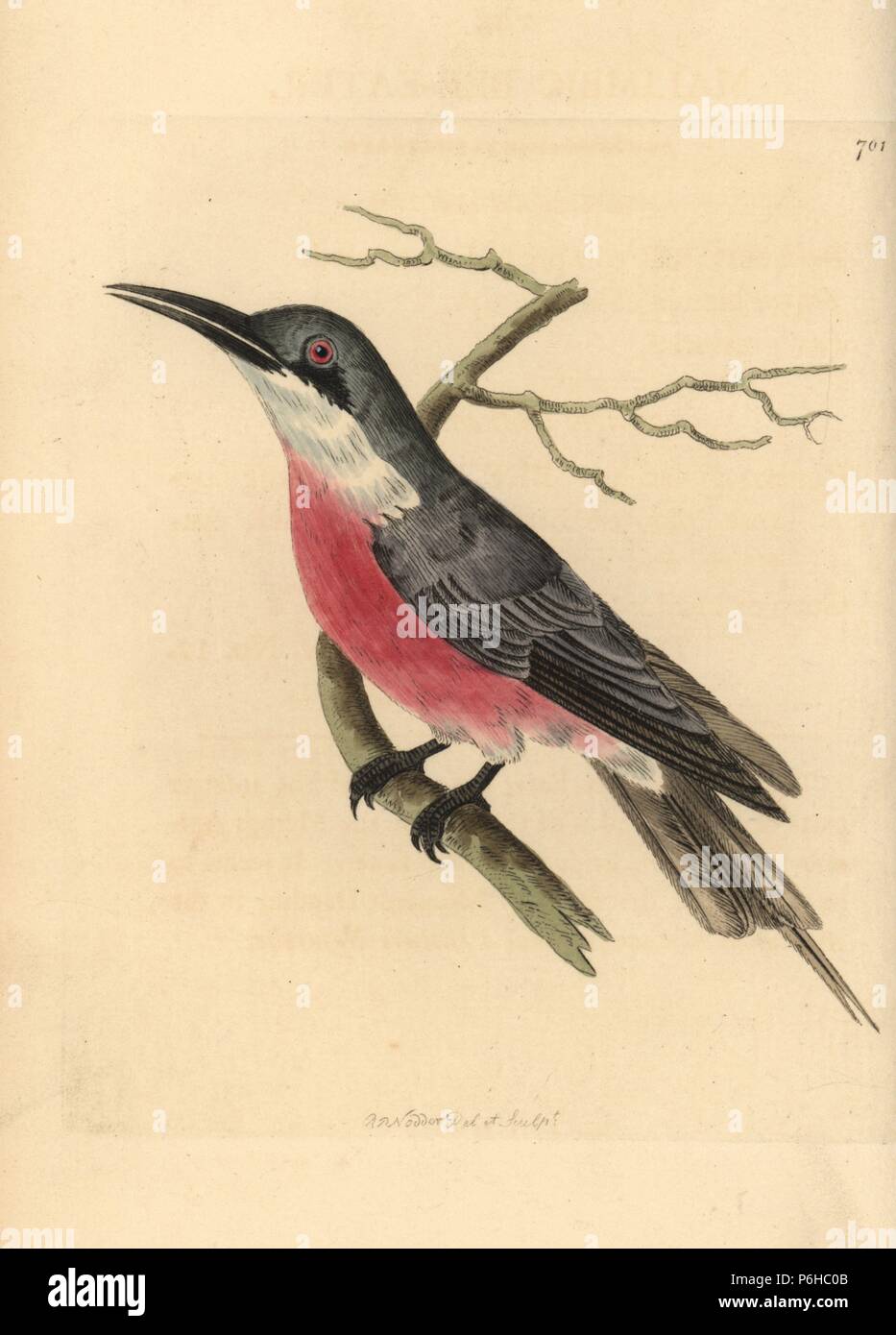 Rosy bee eater, Merops malimbicus. Illustration drawn and engraved by ...