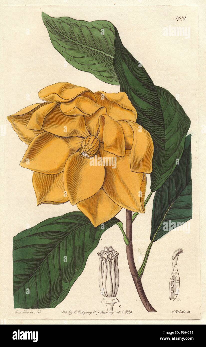 Magnolia candollii (De Candolle's talaum tree, Talauma candollii ...