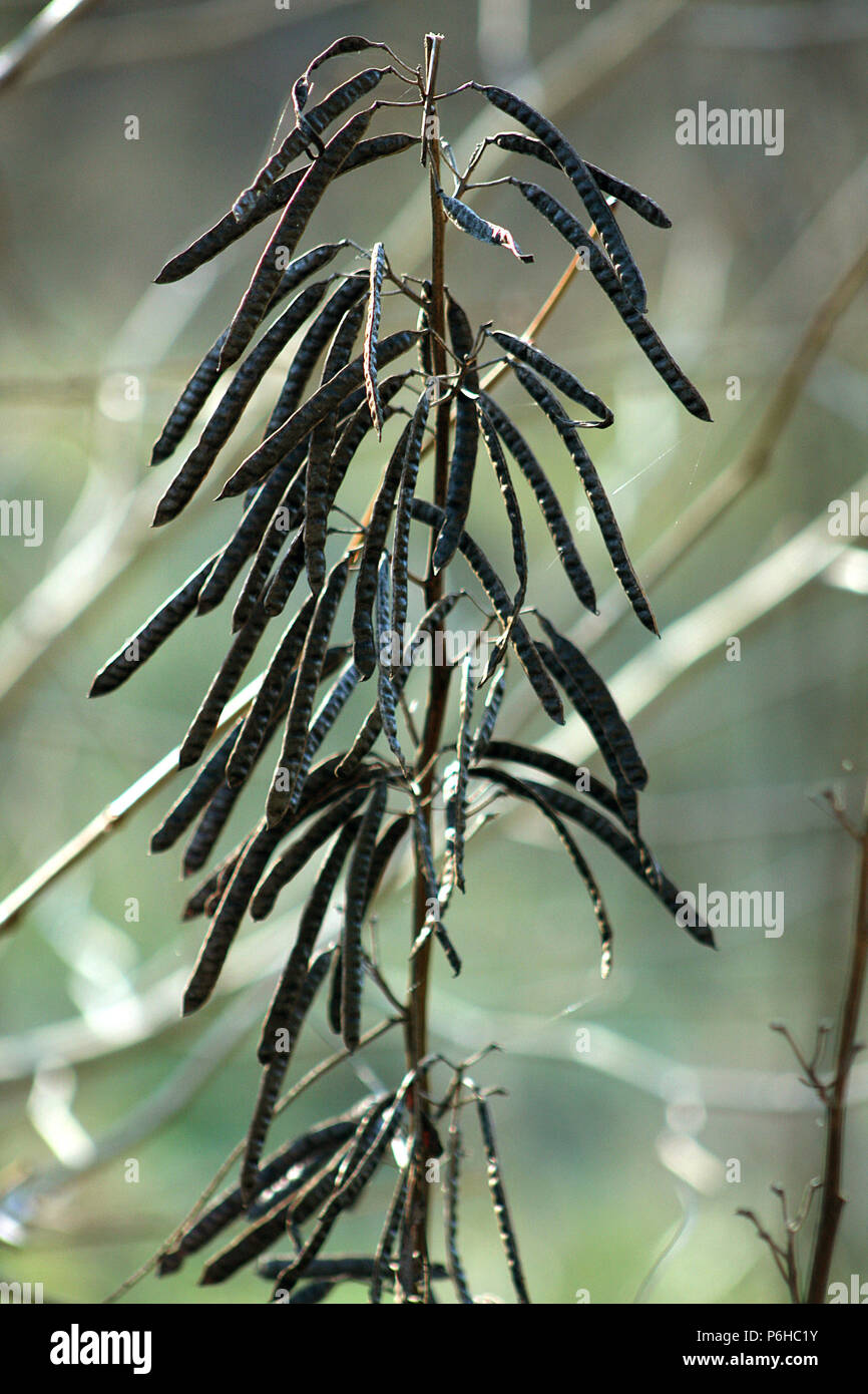 Dried pods on plant in the wild Stock Photo - Alamy