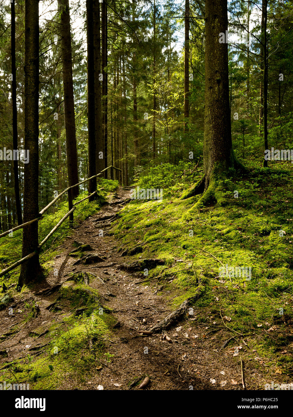 Winding tree roots hi-res stock photography and images - Alamy