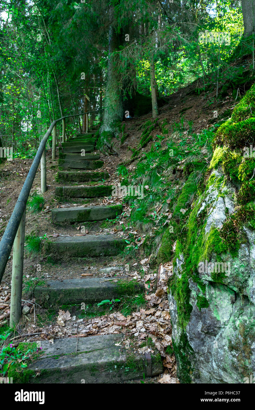 Stairs trees forest green hi-res stock photography and images - Alamy