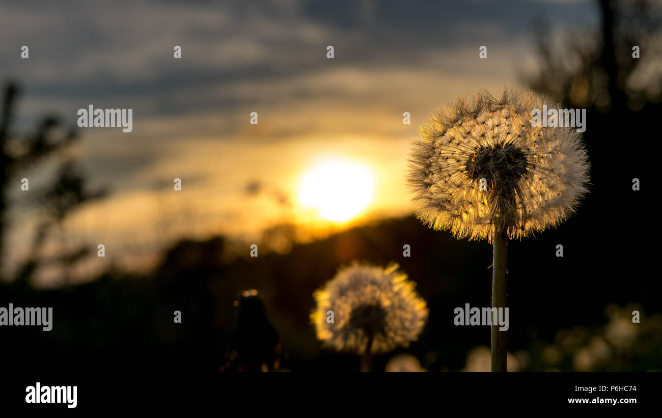 Dandelion field at sunset hi-res stock photography and images - Alamy