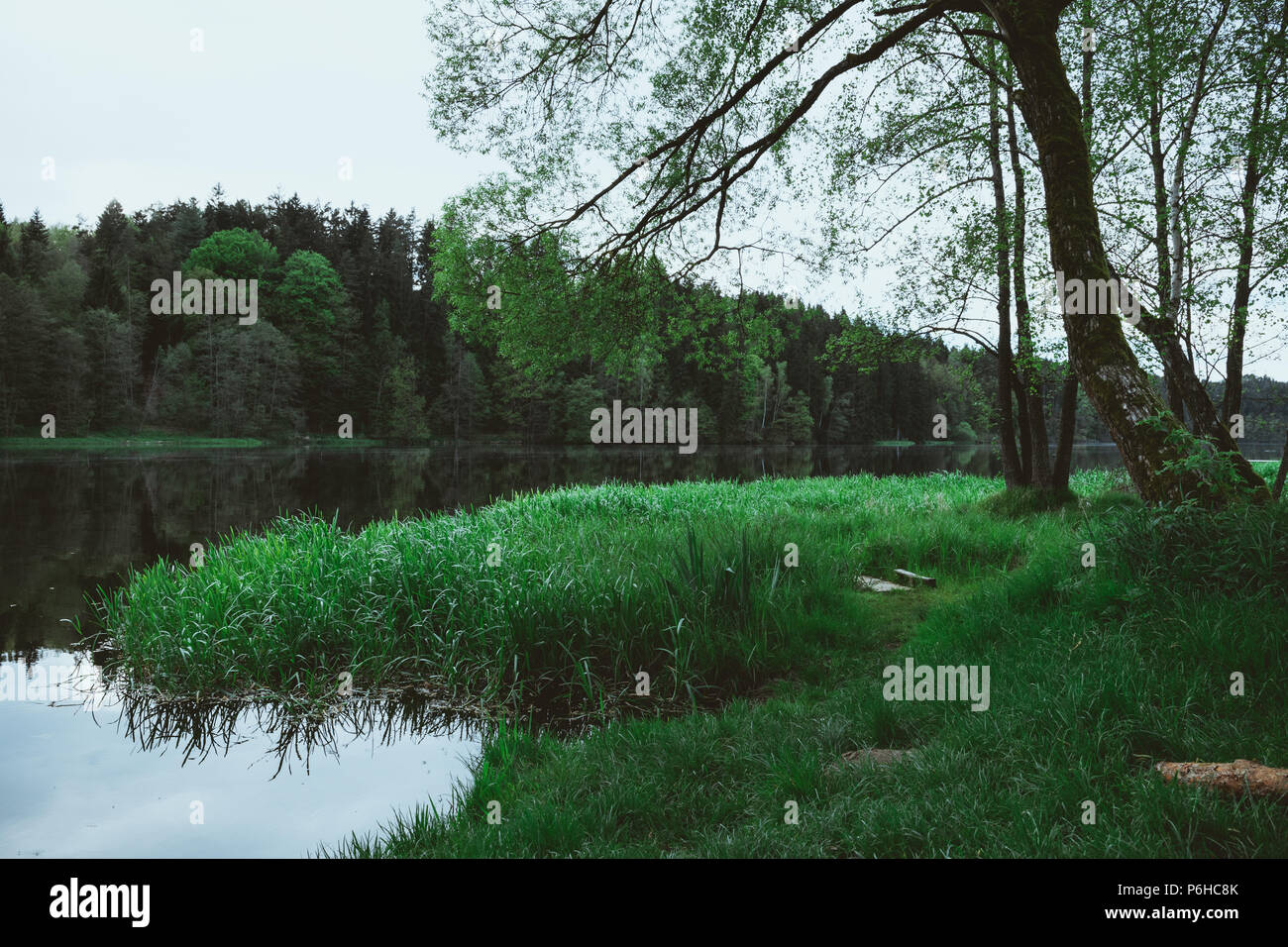 Green nature with a lake and reflection in the bavarian forest Stock ...