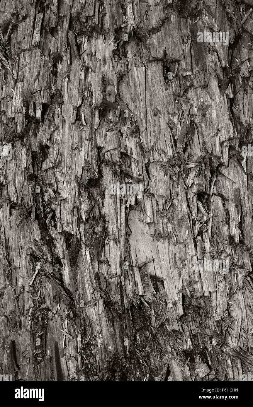 Natural Weathered Grey Taupe Brown Cut Tree Stump Texture Large ...