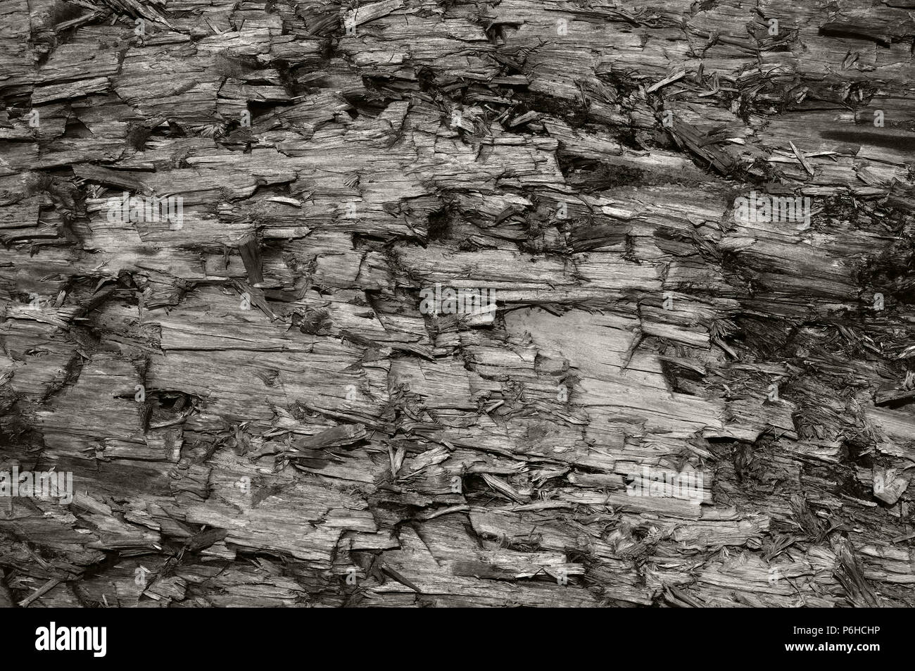 Natural Weathered Grey Taupe Brown Cut Tree Stump Texture Large ...