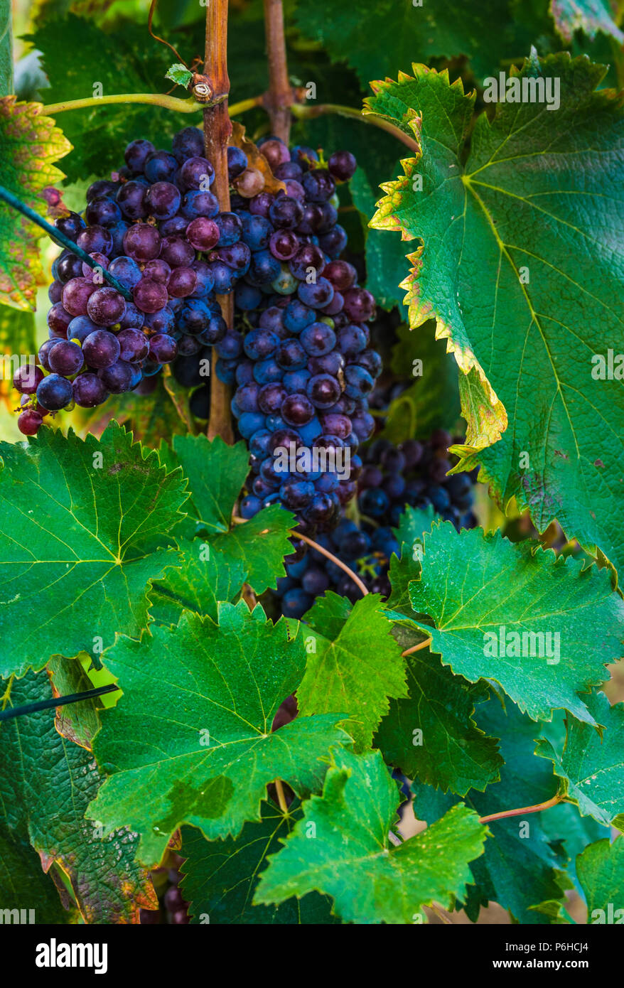 Wineyard in georgian wine region Kakheti in a period of grape harvest ...