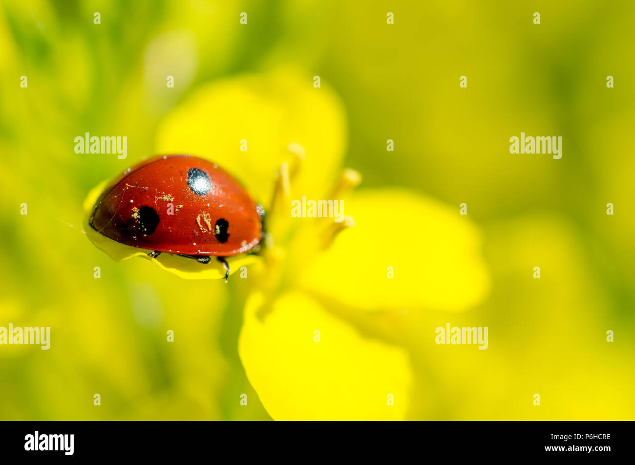Ladybug and nature hi-res stock photography and images - Alamy