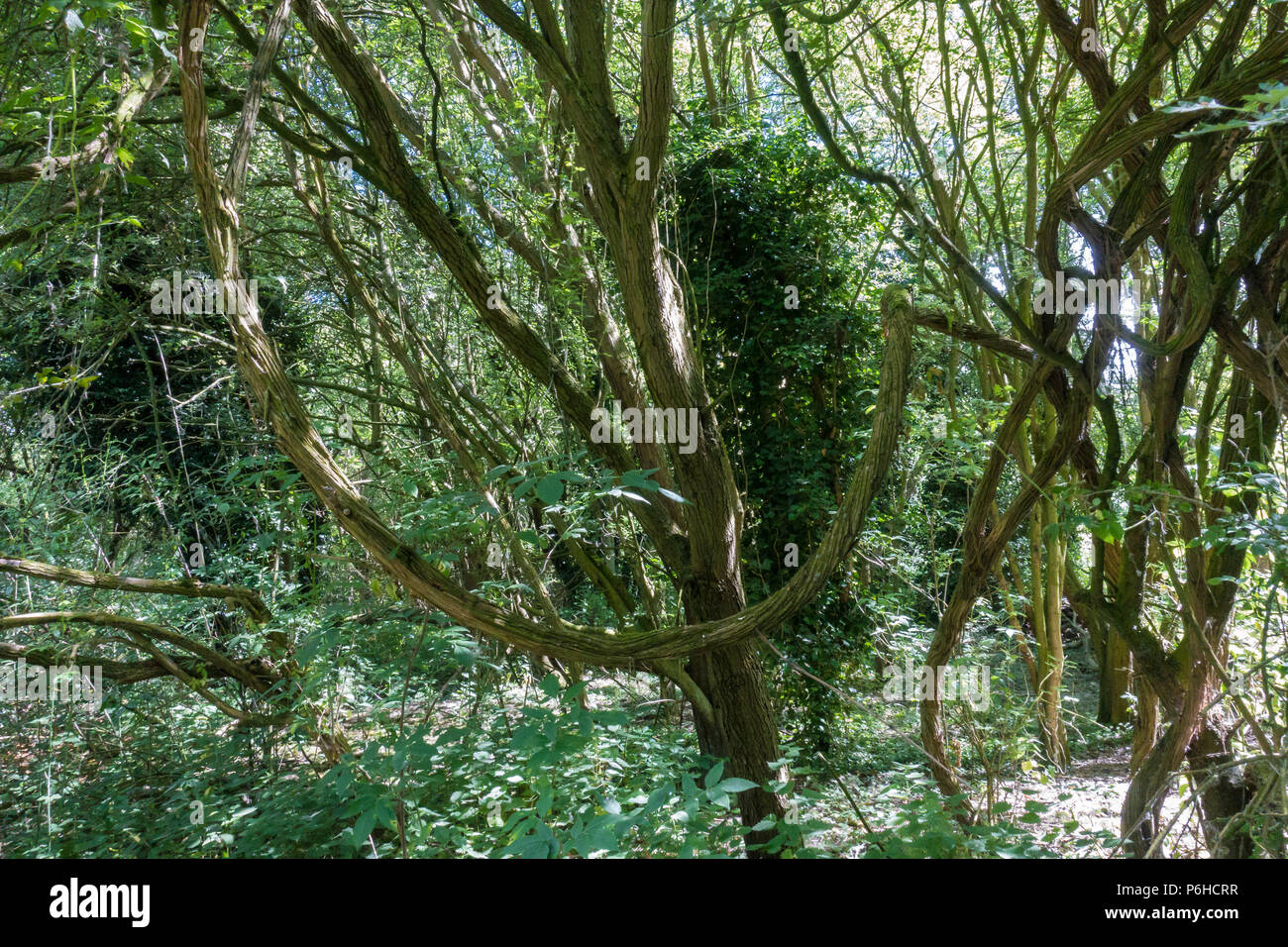 Long looping branch hi-res stock photography and images - Alamy