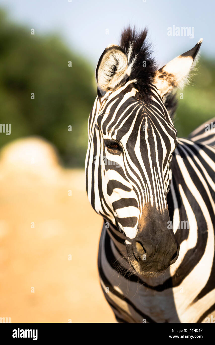 Zebra headshot portrait hi-res stock photography and images - Alamy