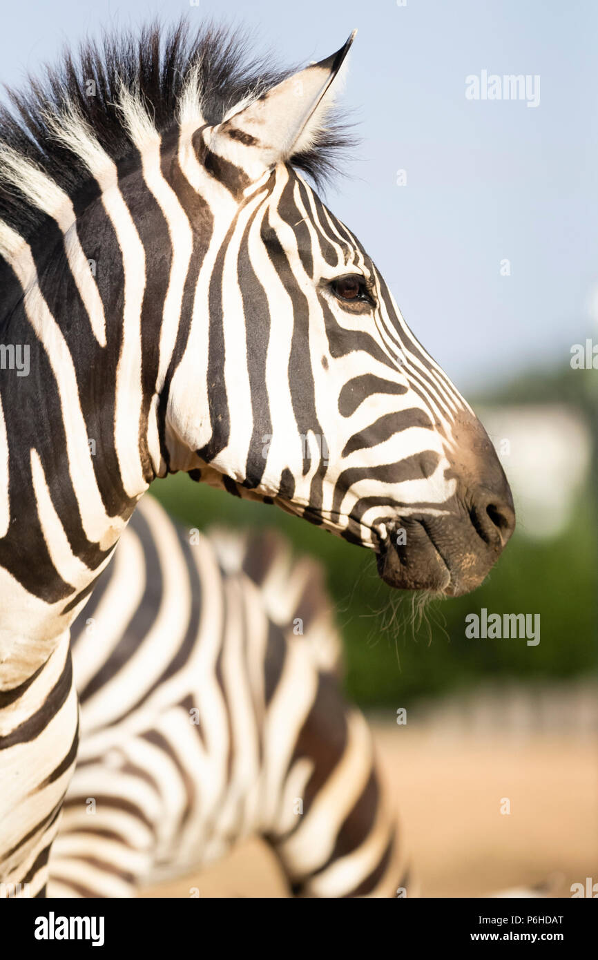 Zebra headshot portrait hi-res stock photography and images - Alamy