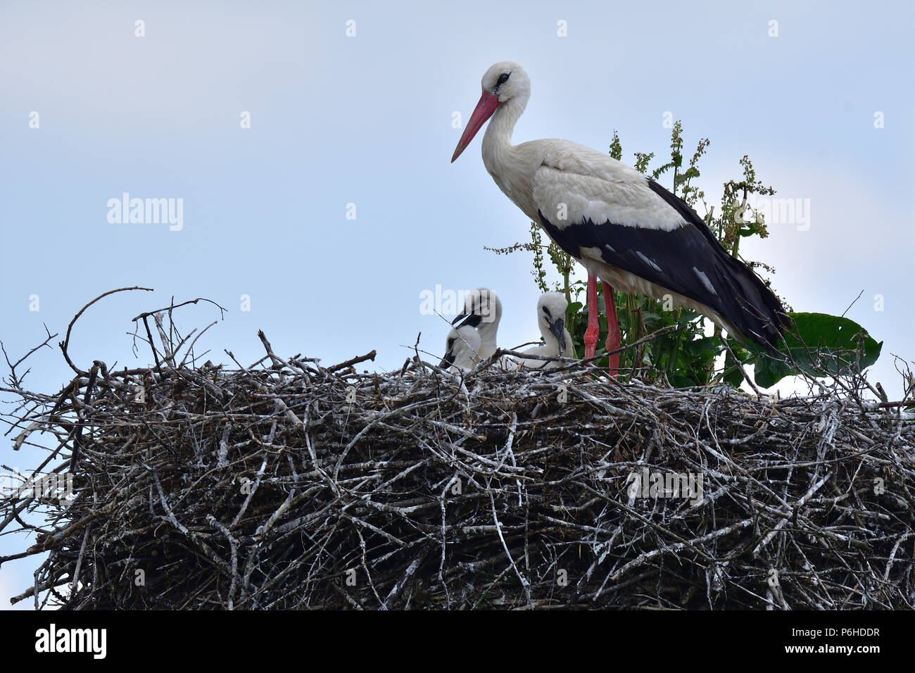 Little stork in the family nest cared by parent mother Little stork in ...