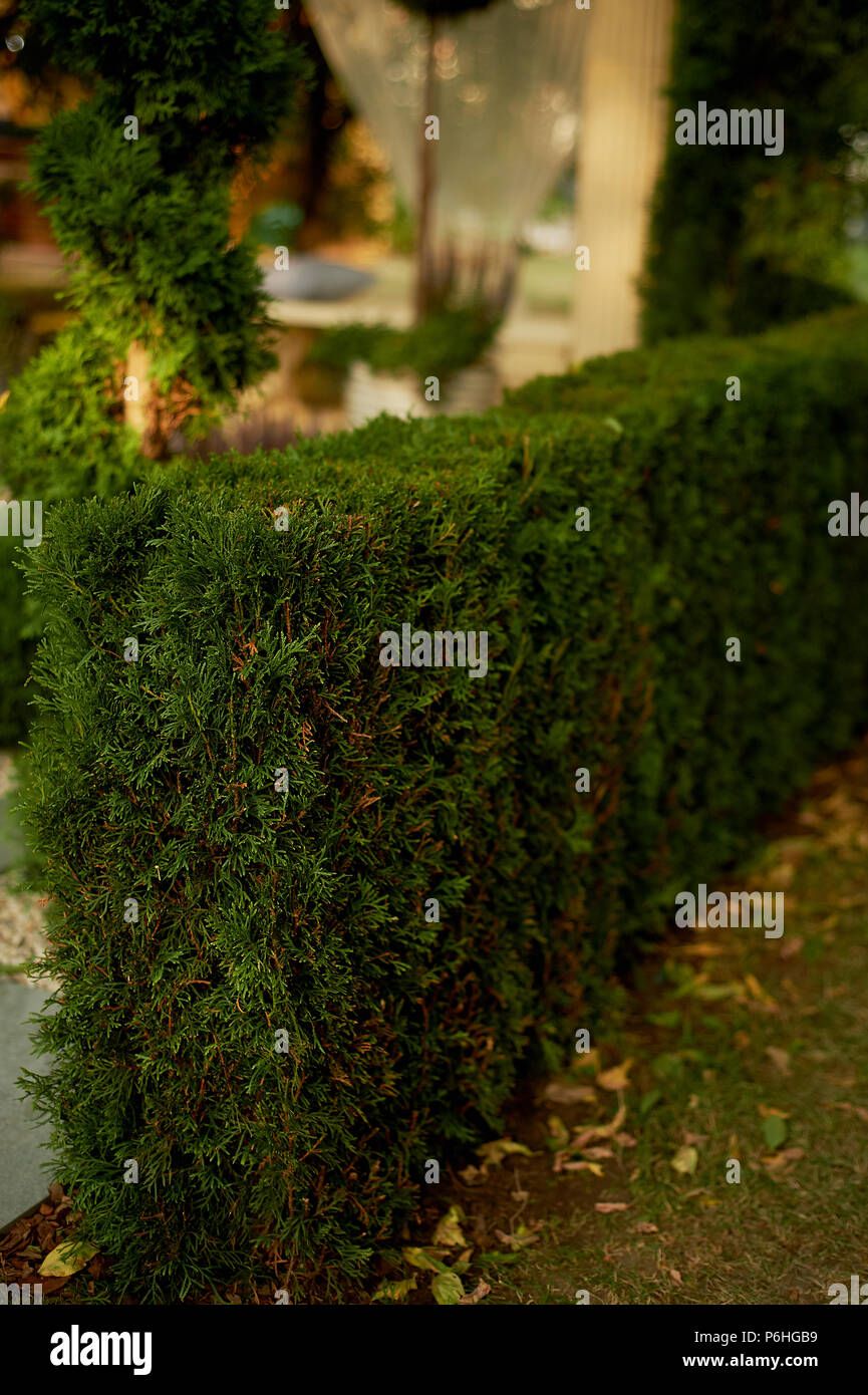 Bush Shaped High Resolution Stock Photography and Images - Alamy