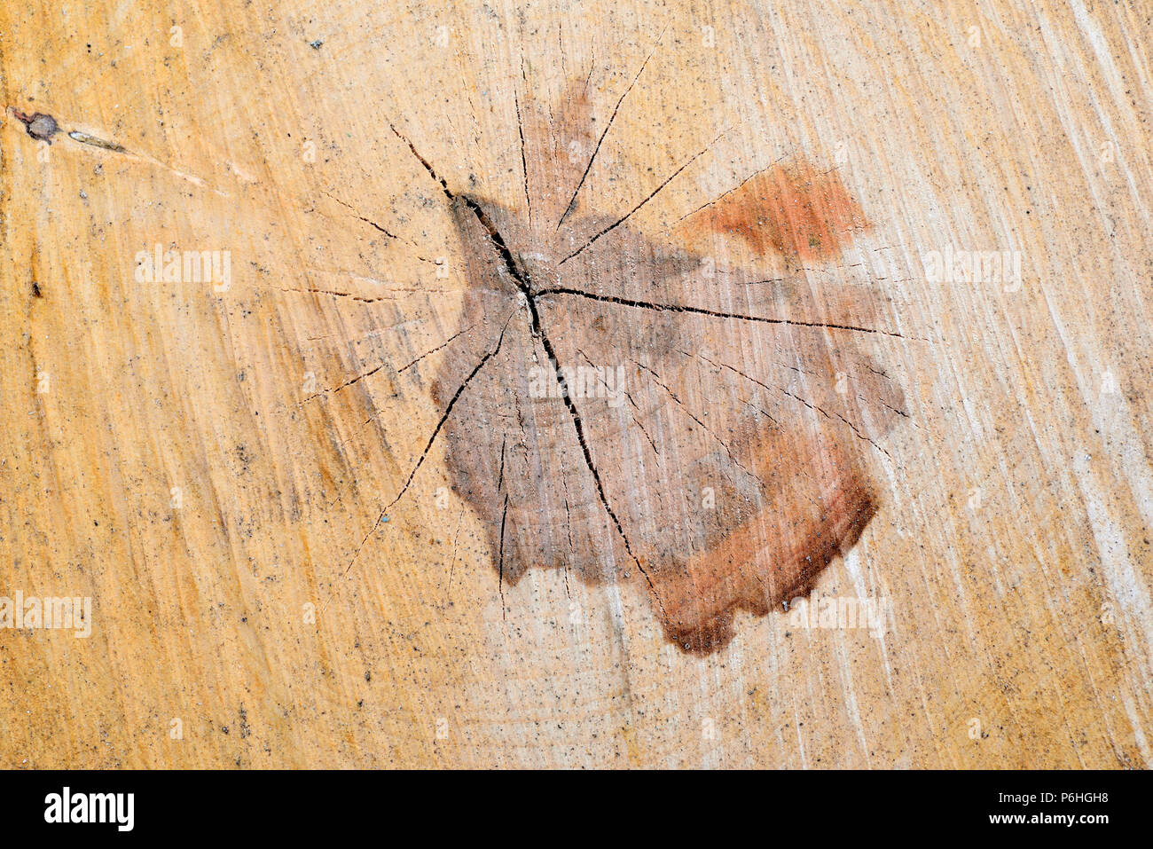 Slice of wood timber natural background. cross section log texture ...